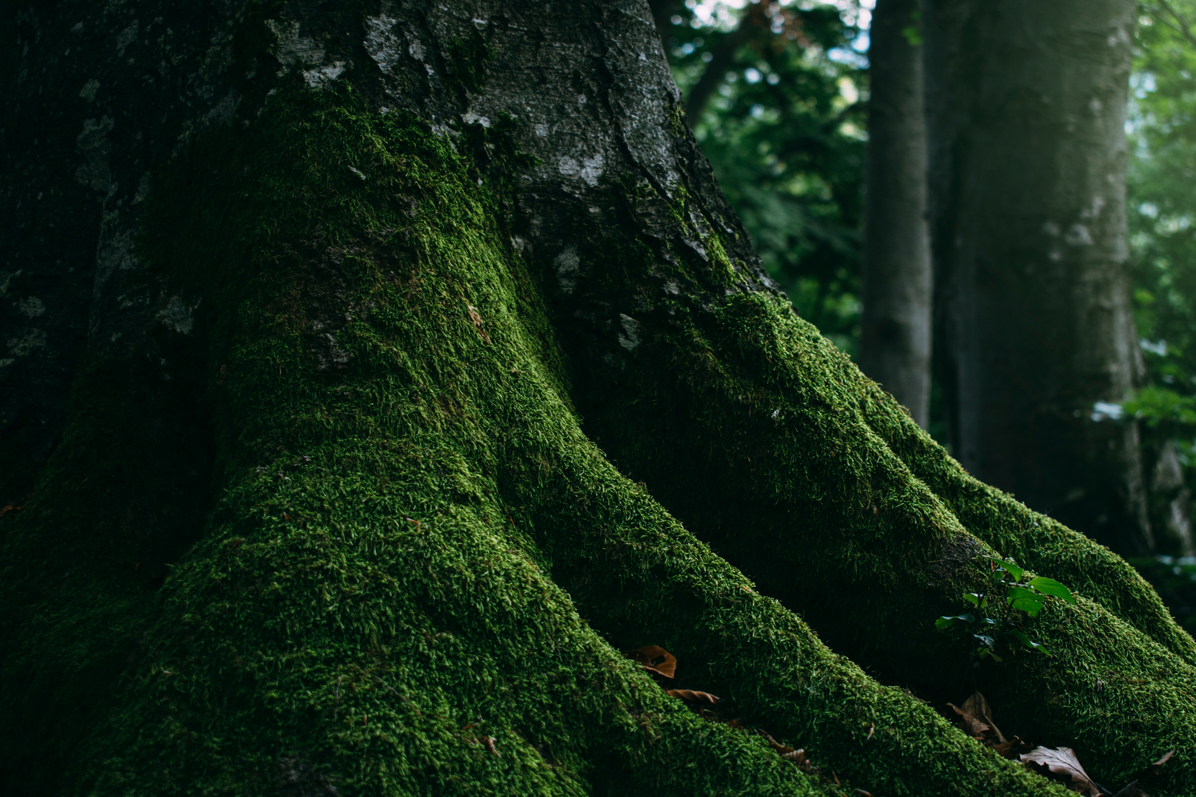 Kanop - Data analytics platform